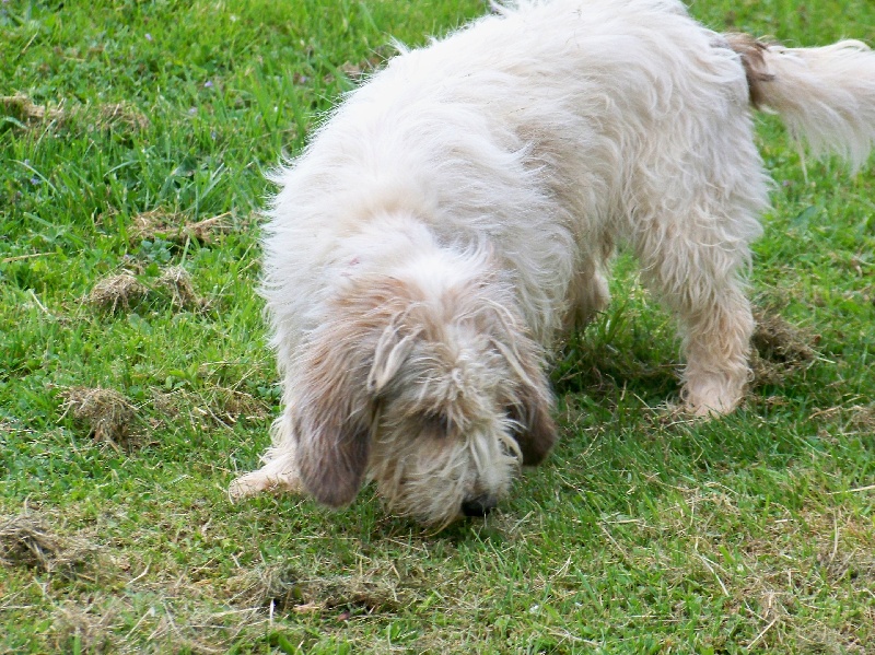 Chien - Brucette (Sans Affixe) - Elevage des ronciers d auvergne ...